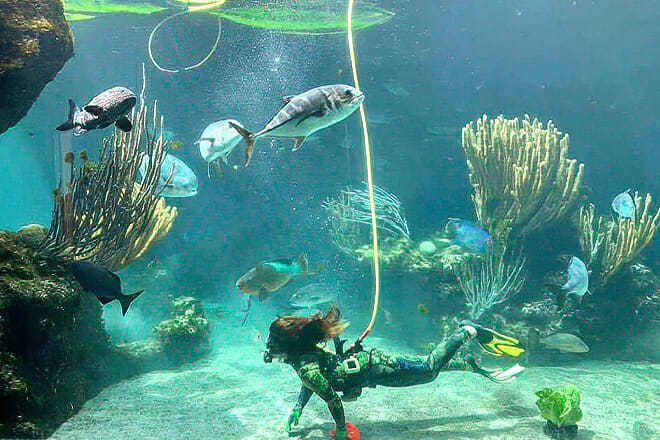 Bermuda Aquarium, Museum & Zoo