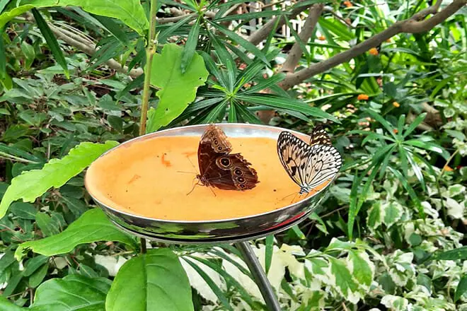 Montreal Insectarium