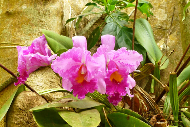 Phantasea Tropical Botanical Garden