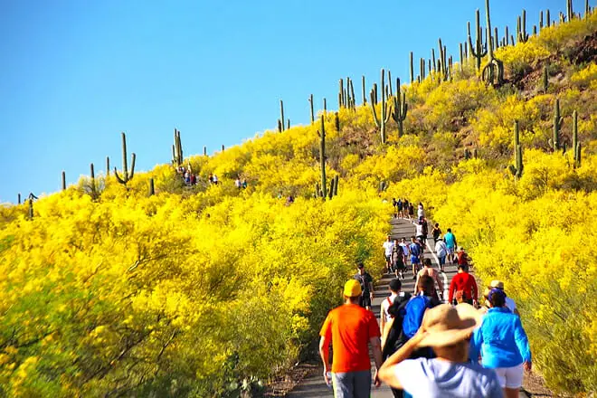 Tumamoc Hill
