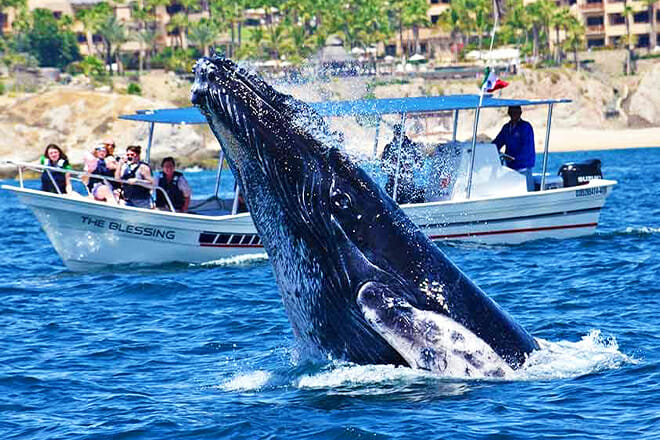 Whale Watch Cabo