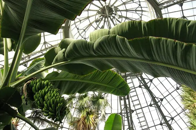Allan Gardens Conservatory