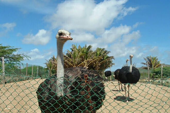 Aruba Ostrich Farm — Paradera