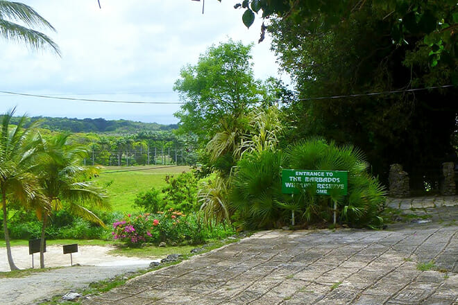 Barbados Wildlife Reserve — Benny Hall, St. Peter