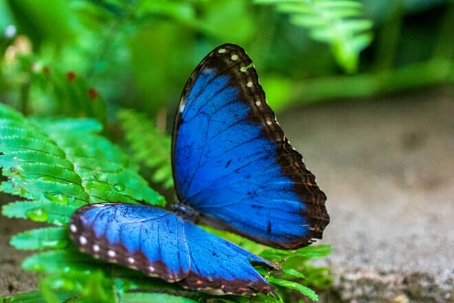 Butterfly Palace and Rainforest Adventure
