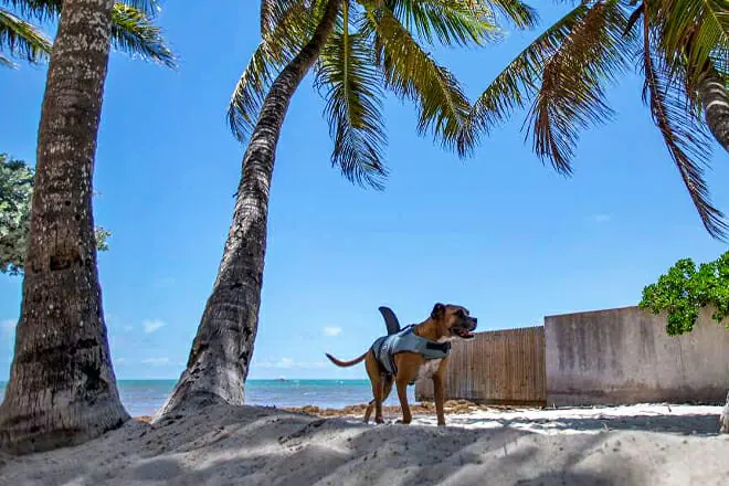 Dog Beach