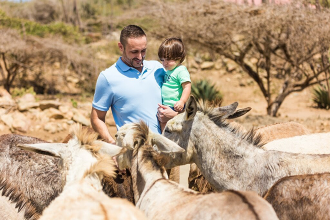 Donkey Sanctuary Aruba — Santa Cruz