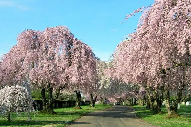 Lexington Cemetery