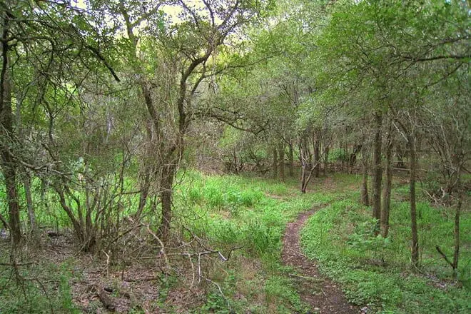 McAllister Park