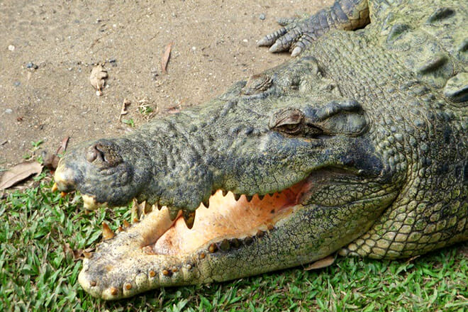 Alligator Adventure — North Myrtle Beach