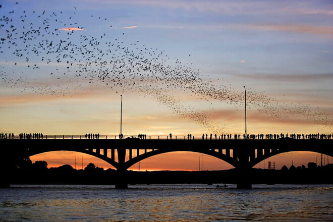 Congress Bridge Bats — Austin