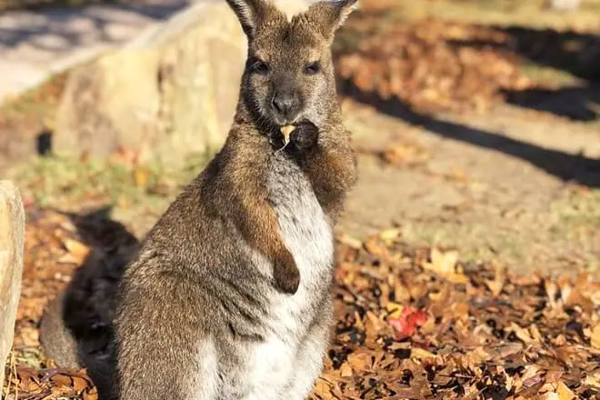 Hattiesburg Zoo