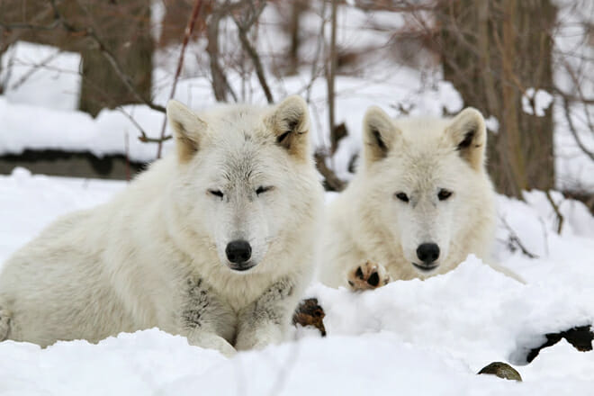 Lakota Wolf Preserve — Columbia