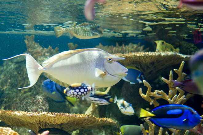 New England Aquarium — Boston