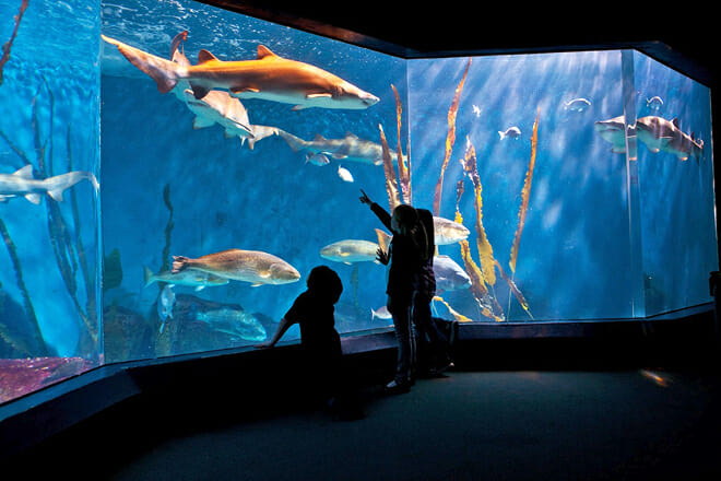 The Maritime Aquarium — Norwalk
