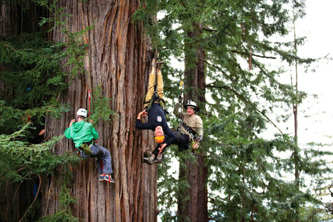 Tree Climbing Planet — Oregon City