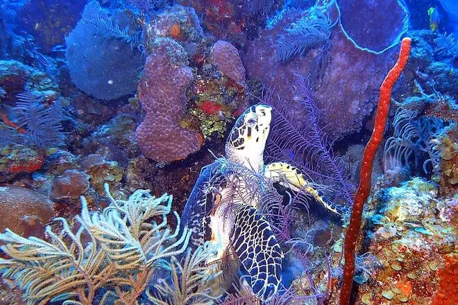 Turneffe Atoll