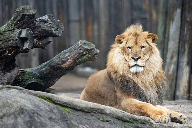 cleveland metroparks zoo — cleveland