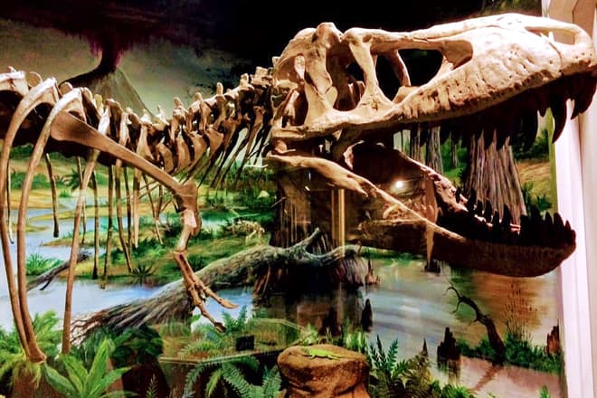 Dinosaur Store & Museum