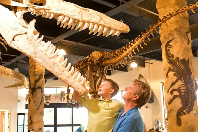 Dinosaur Store