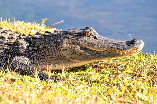 Everglades Alligator Farm — West Palm Beach