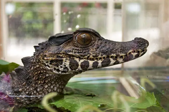 Golf-n-Gator