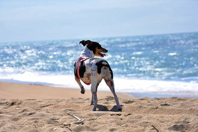 huntington dog beach