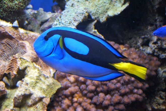 Key West Aquarium — Key West