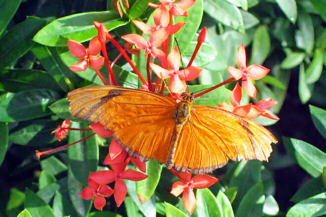 Key West Butterfly And Nature Conservatory — Key West