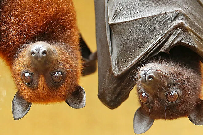 Lubee Bat Conservancy