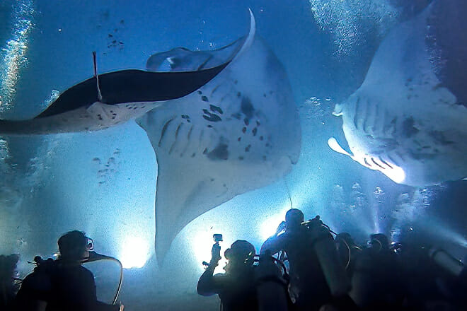 Manta Ray Night Dive and Snorkel EcoAdventure — Kailua-Kona