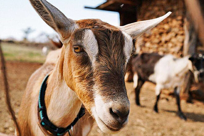 Meet the Goats at a Working Dairy Farm — Kula