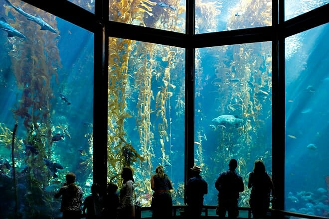 guests viewing the kelp forest exhibit