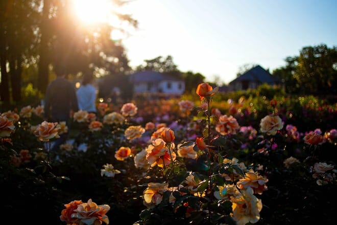 municipal rose garden — san jose