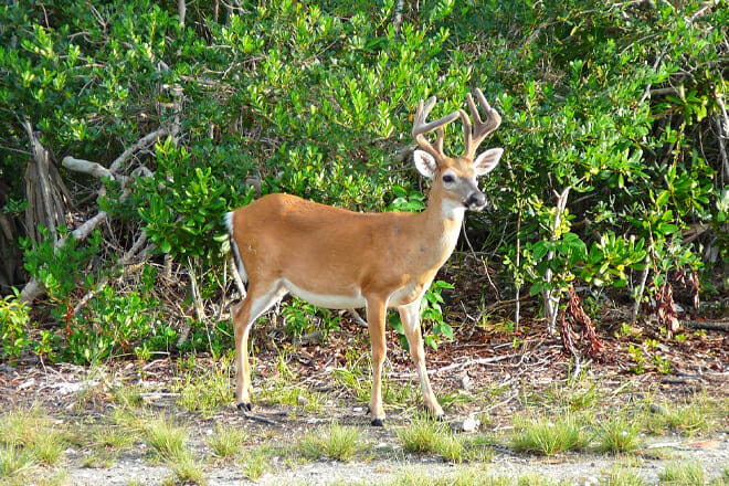 National Key Deer Refuge — Big Pine Key