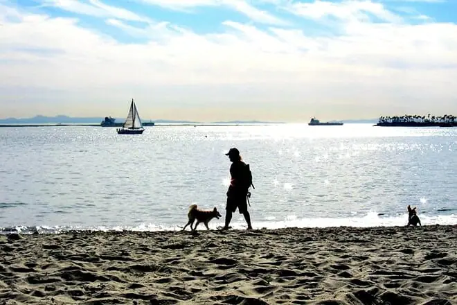 rosies dog beach