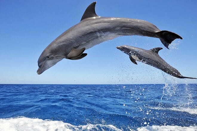 Sea Screamer Dolphin Tour