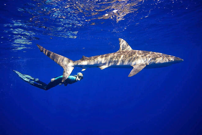 Snorkel with Sharks — Haleiwa