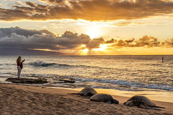 Sunset with Sea Turtles — Paia