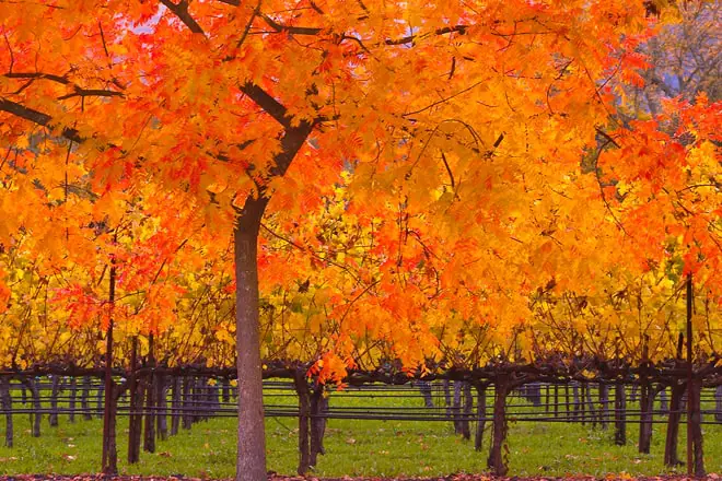 auman vineyards