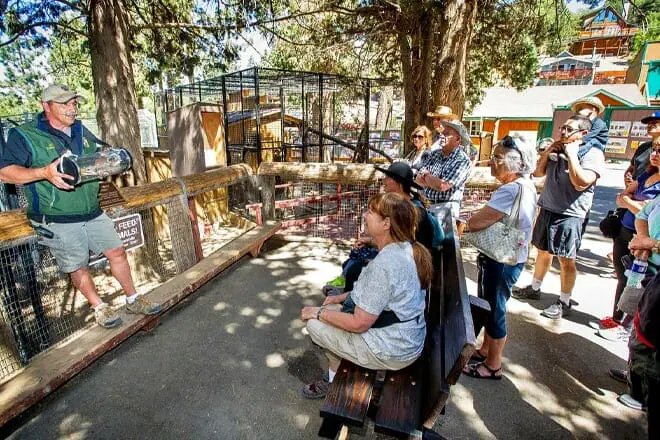 big bear alpine zoo