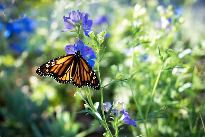 butterfly gardens of wisconsin