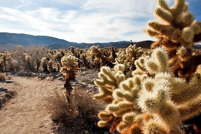 cholla cactus garden trail