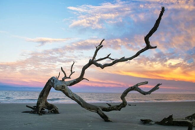 driftwood beach — jekyll island