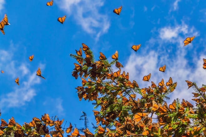 monarch butterfly grove