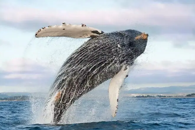 monterey bay national marine sanctuary