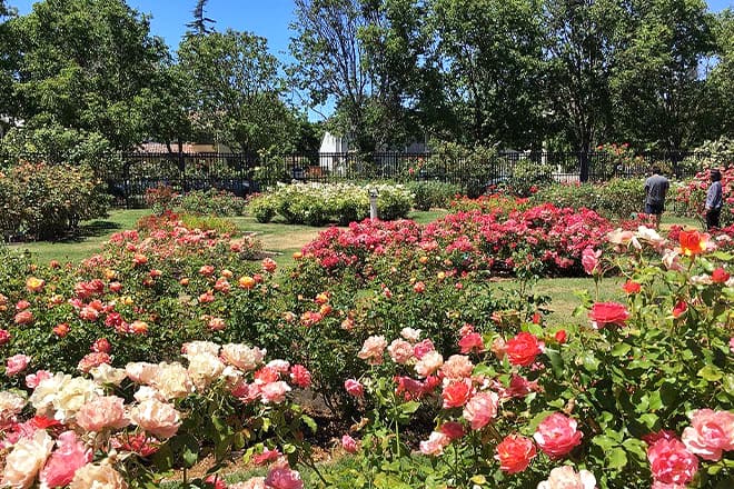 municipal rose garden