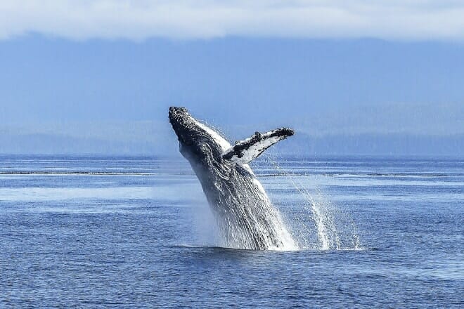 newport landing whale watching