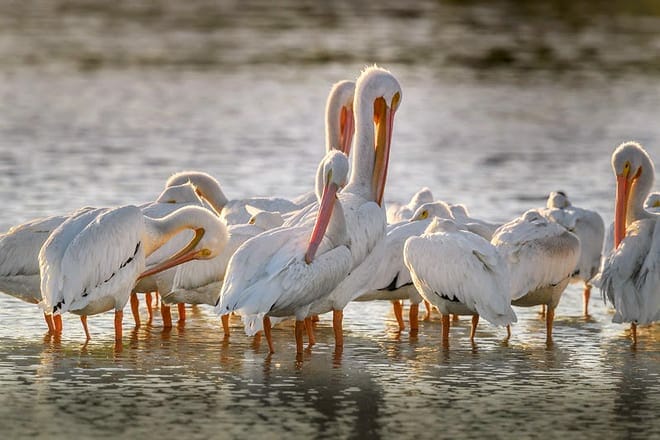 pelican island national wildlife refuge