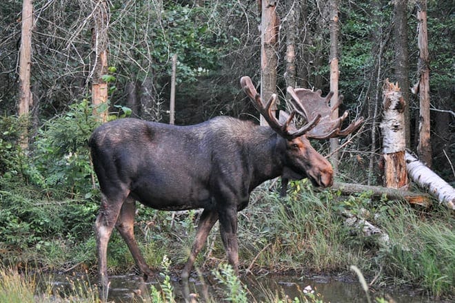 pemi valley moose tours
